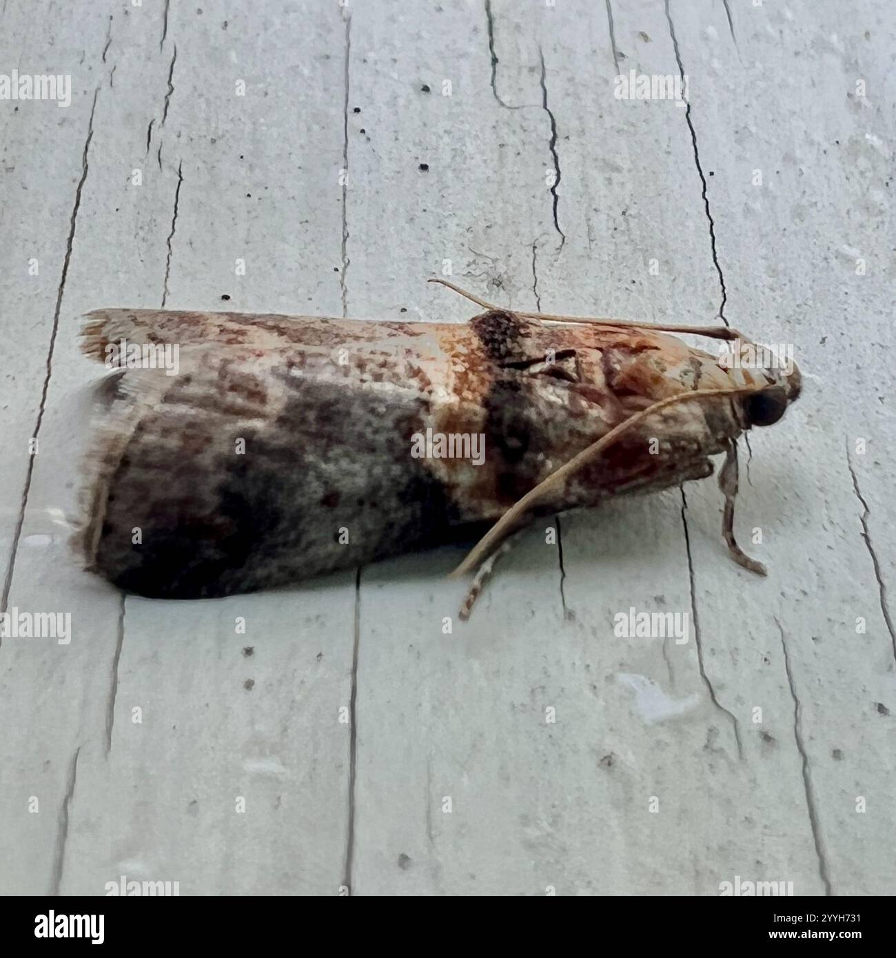 Hickory Leafstem Borer Moth (Acrobasis angusella Stock Photo - Alamy