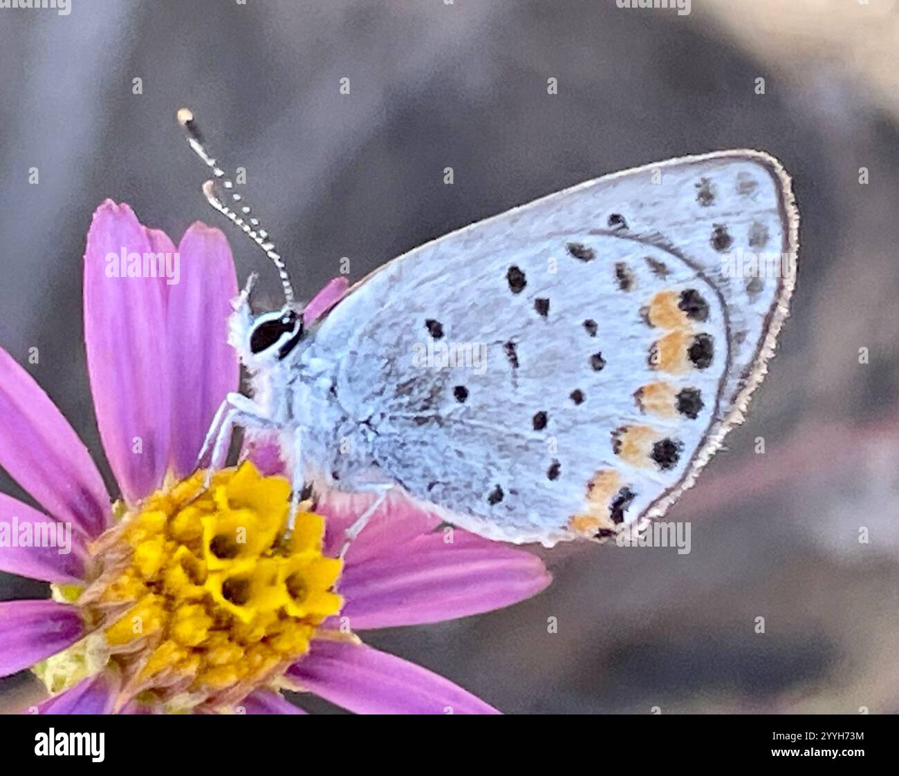 Acmon Blue (Icaricia acmon Stock Photo - Alamy
