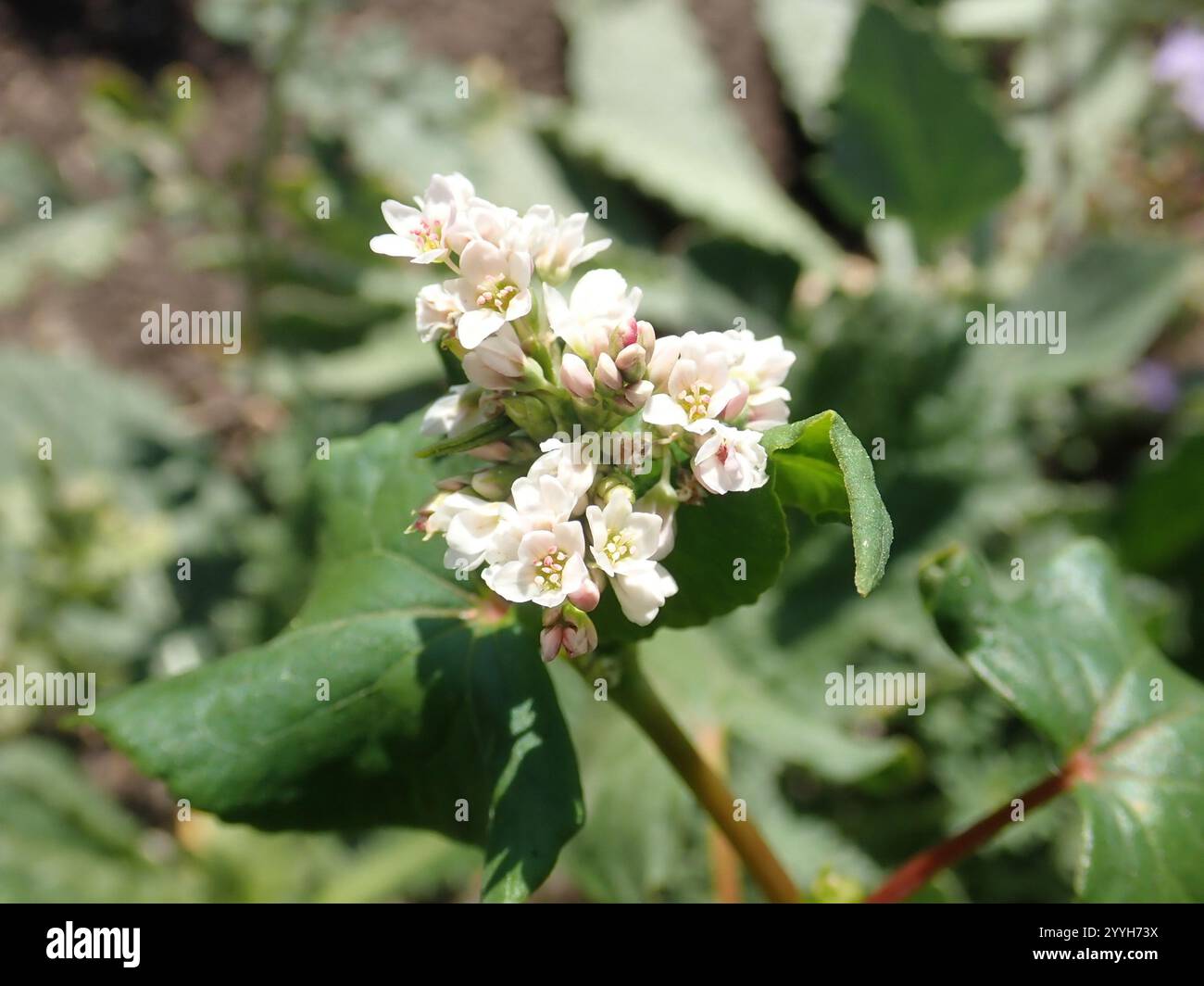 Common Buckwheat (Fagopyrum esculentum Stock Photo - Alamy
