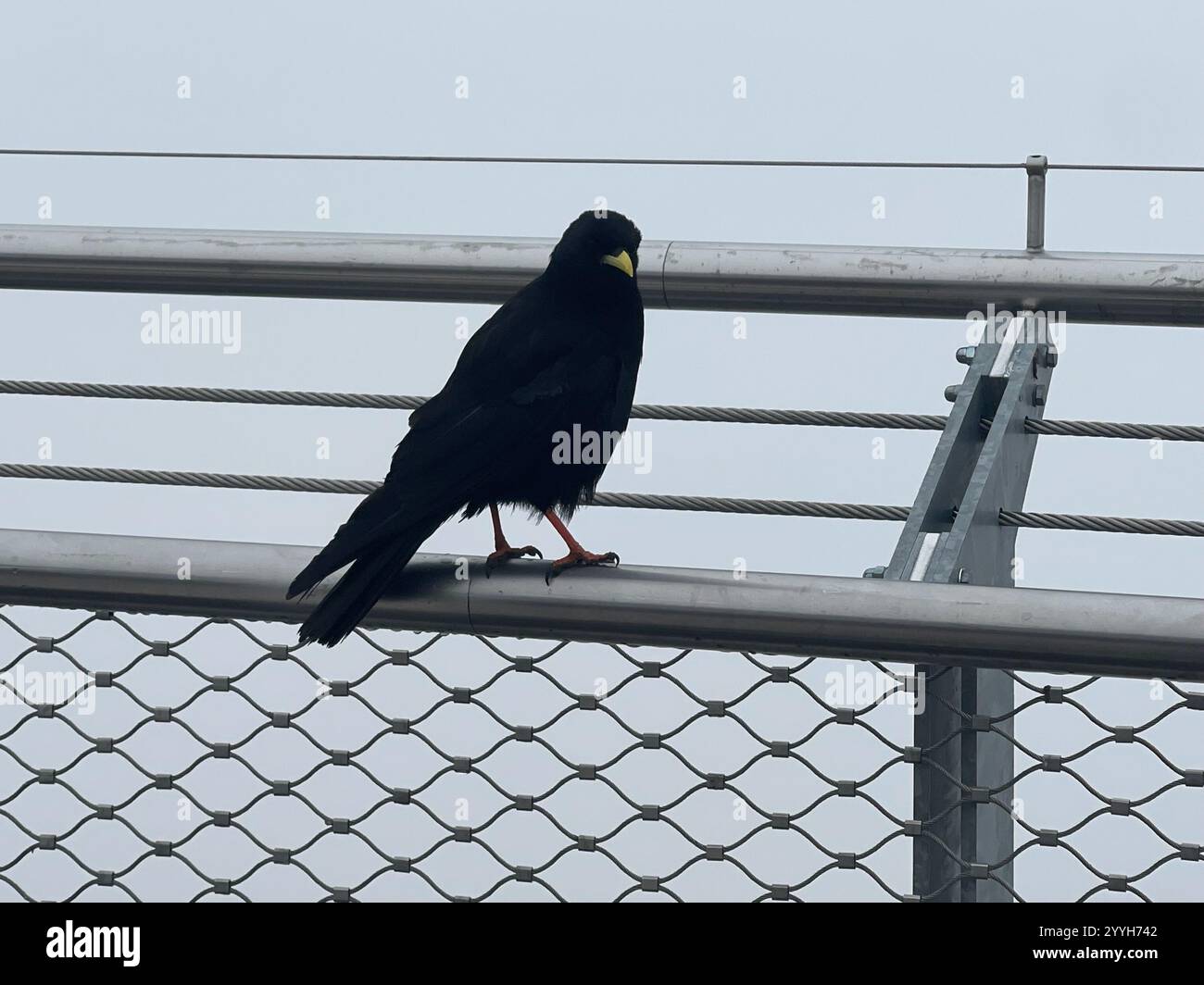 Yellow-billed Chough (Pyrrhocorax graculus Stock Photo - Alamy
