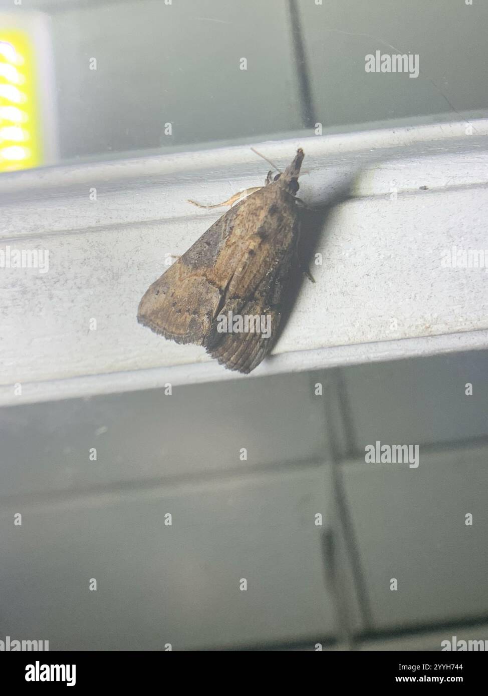 Green Cloverworm Moth (Hypena scabra Stock Photo - Alamy