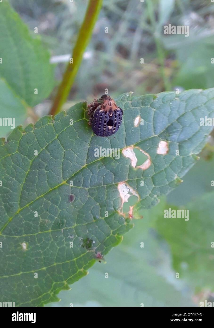 Figwort weevil hi-res stock photography and images - Alamy