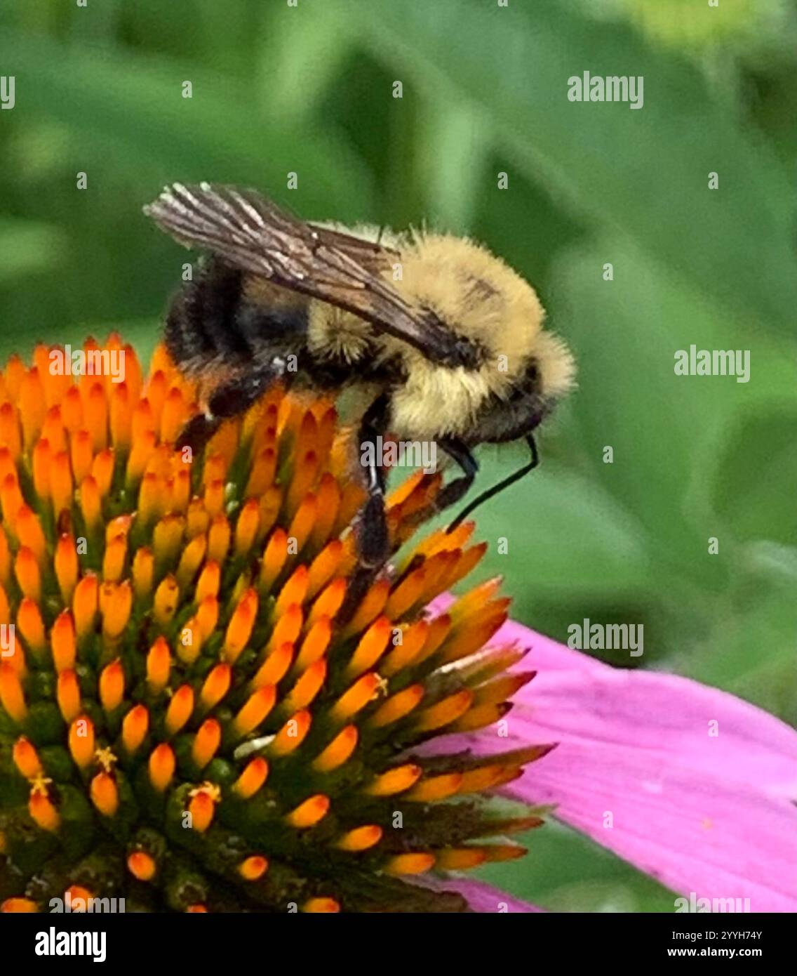 Two-spotted Bumble Bee (Bombus bimaculatus Stock Photo - Alamy