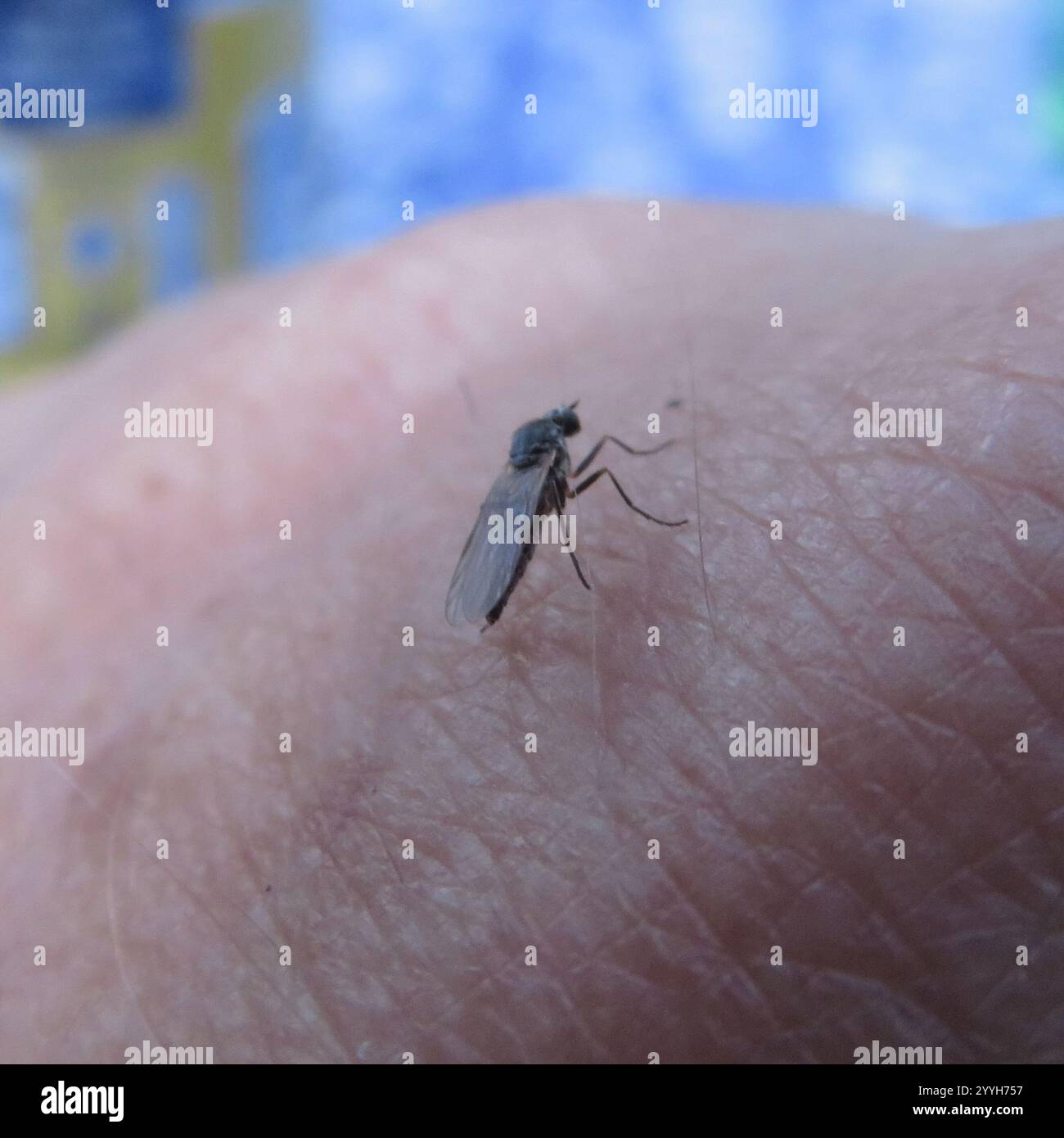 Dance Flies, Long-legged Flies, and Allies (Empidoidea Stock Photo - Alamy