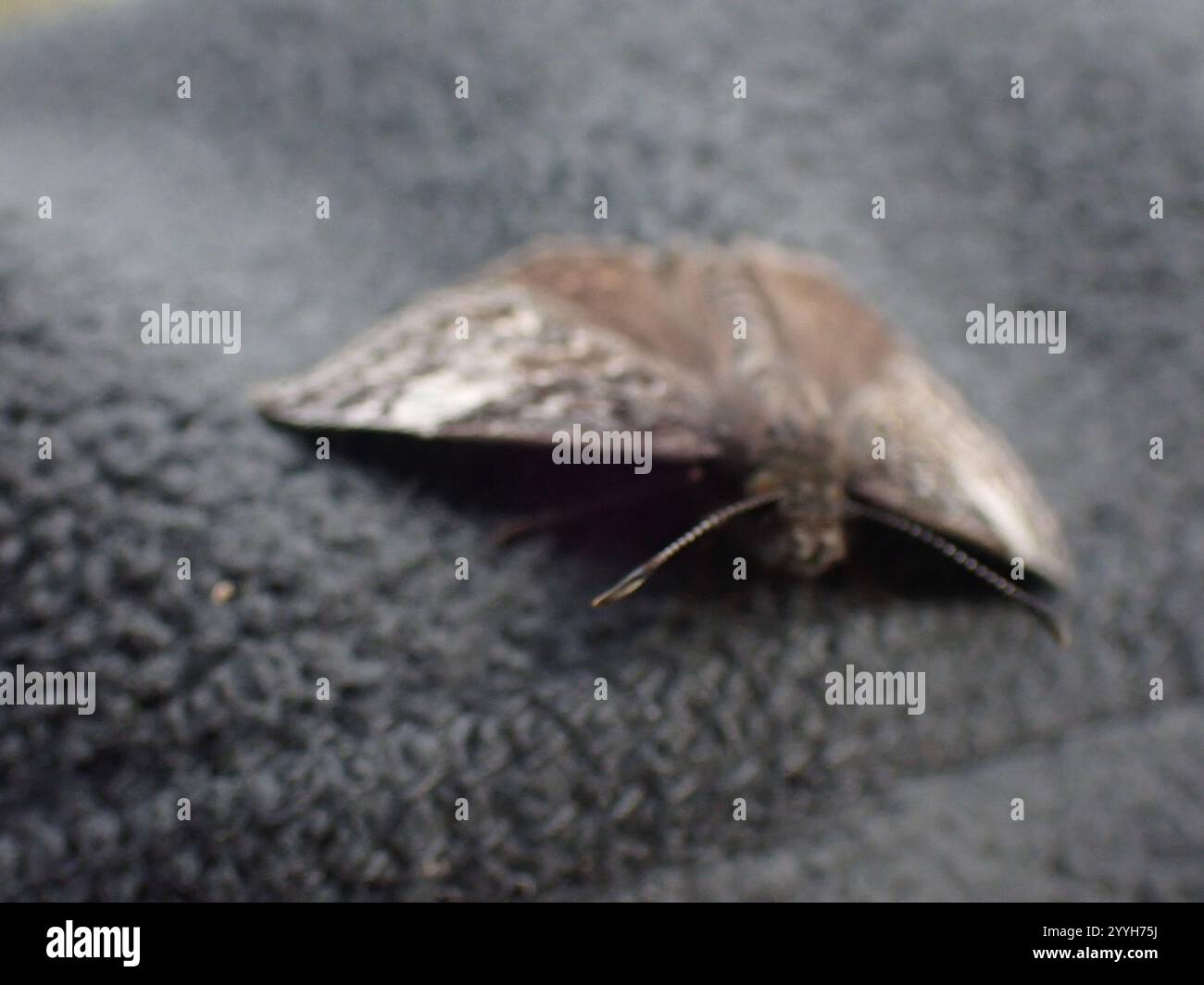 Icelus hi-res stock photography and images - Alamy