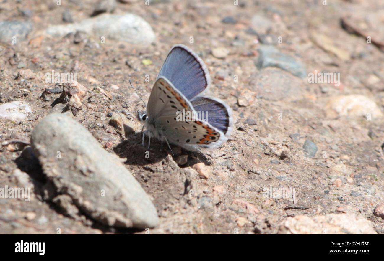 Plebejus anna hi-res stock photography and images - Alamy
