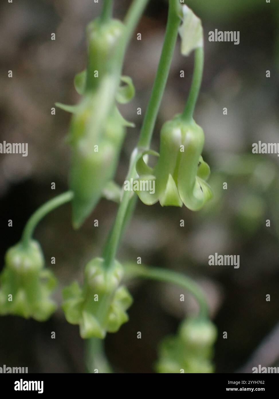 bronze-bells (Anticlea occidentalis Stock Photo - Alamy