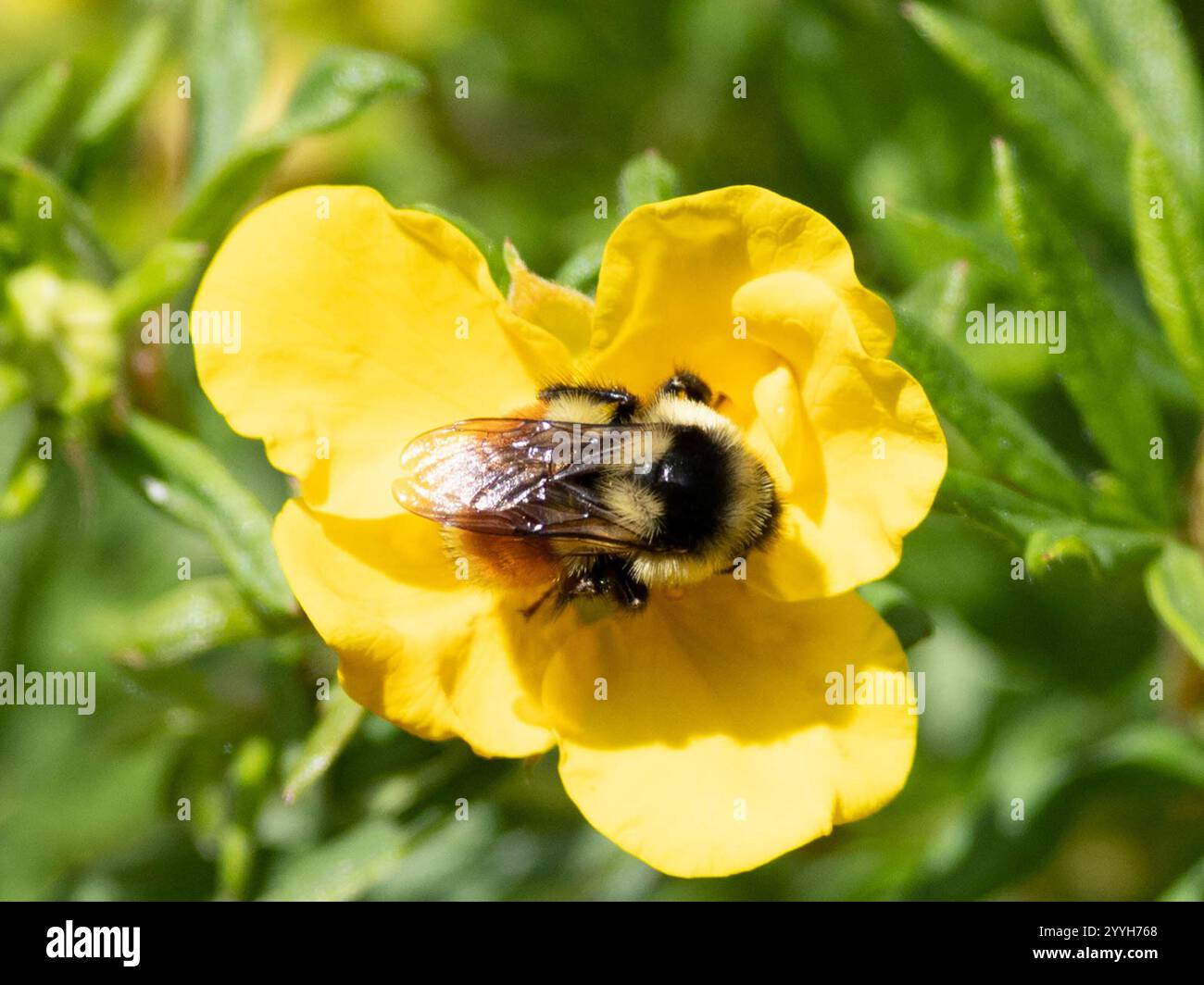 Tricolored Bumble Bee (Bombus ternarius Stock Photo - Alamy