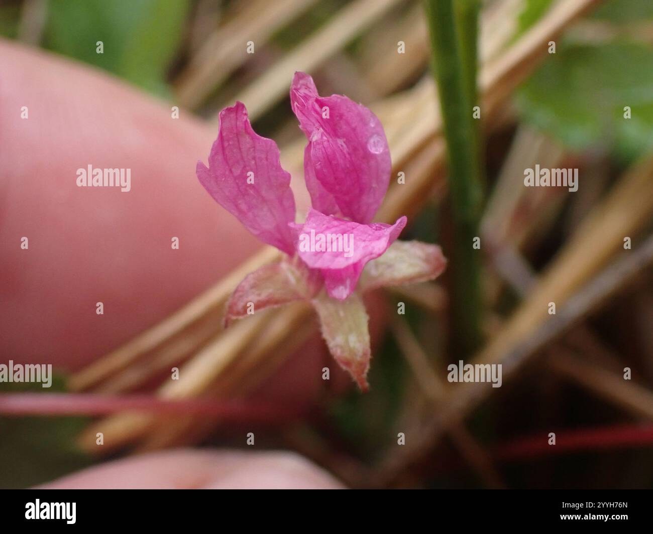 Arctic raspberry (Rubus arcticus Stock Photo - Alamy