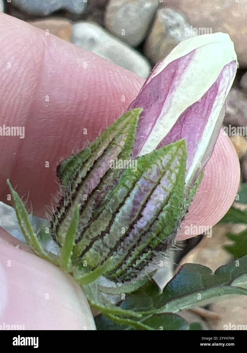 flower-of-an-hour (Hibiscus trionum Stock Photo - Alamy