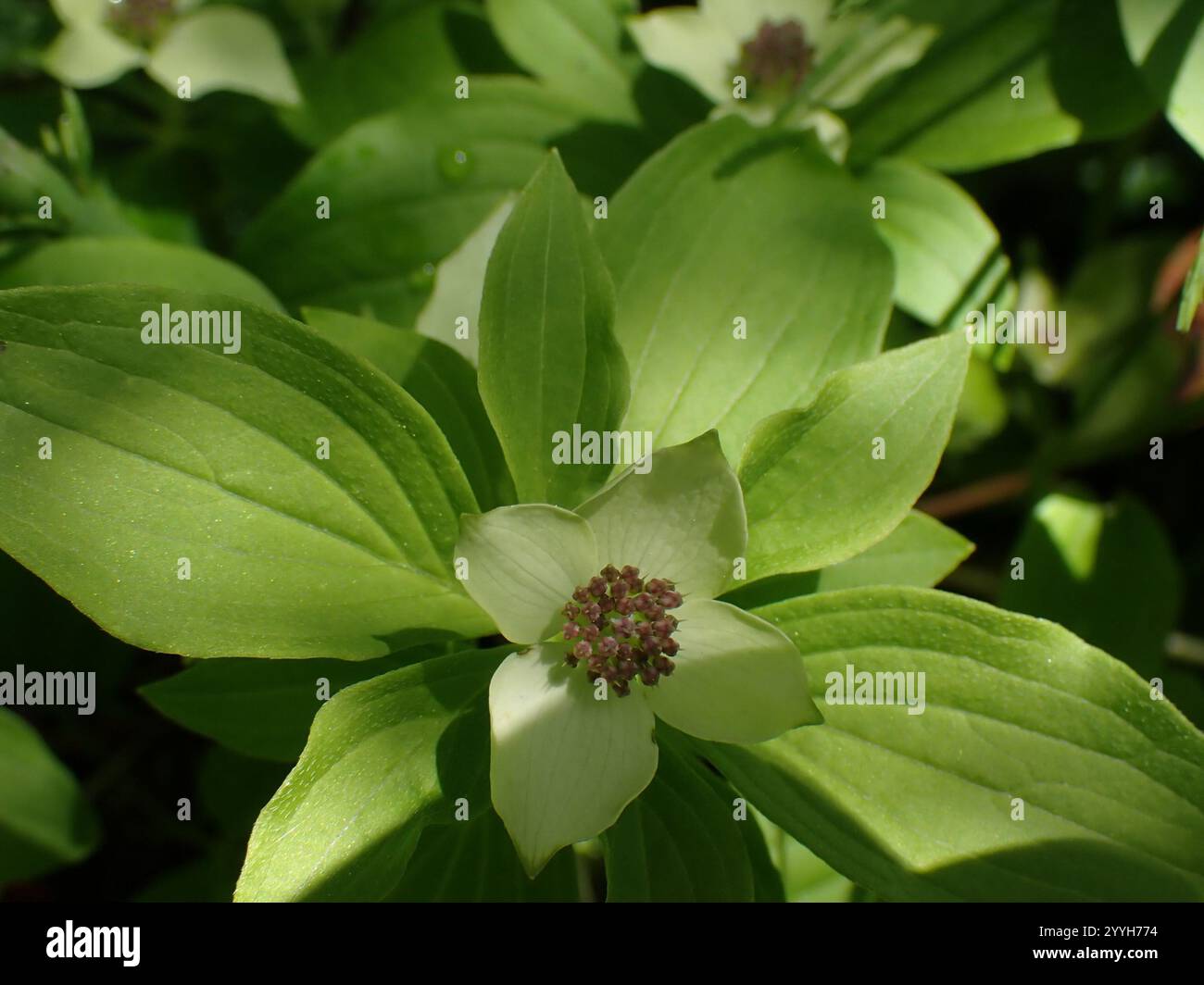 Western Bunchberry (Cornus unalaschkensis Stock Photo - Alamy