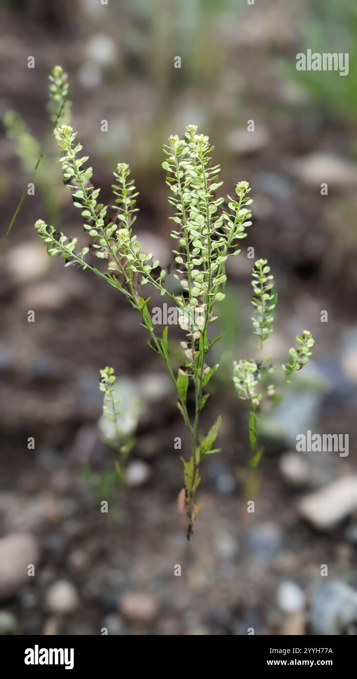 Common Peppergrass (Lepidium densiflorum Stock Photo - Alamy