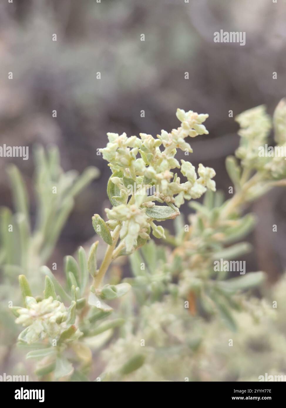 Fourwing Saltbush (Atriplex canescens Stock Photo - Alamy