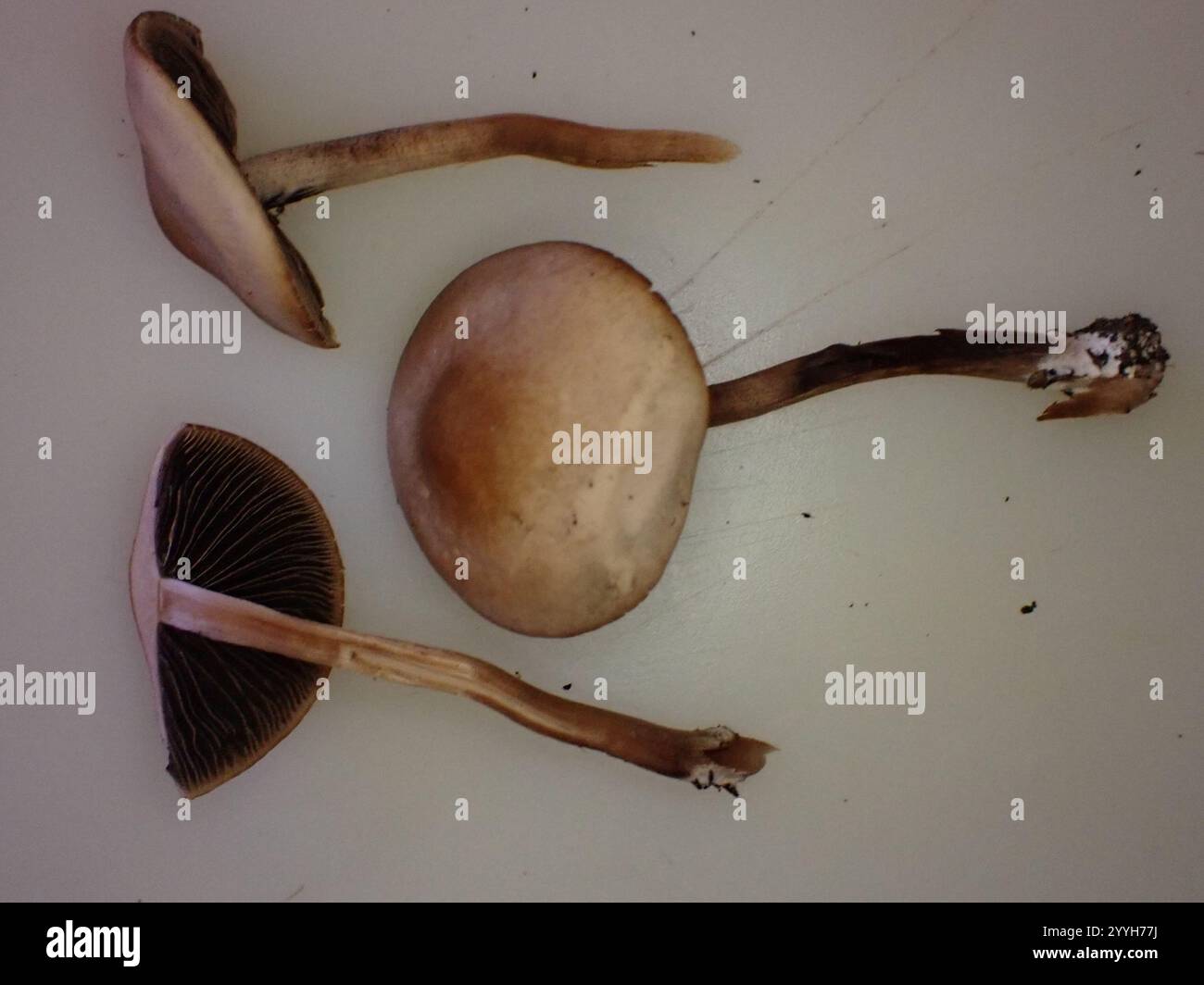 Banded Mottlegill (Panaeolus cinctulus Stock Photo - Alamy