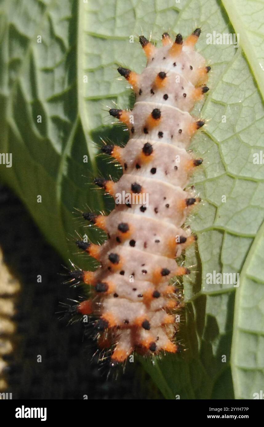 Southern Festoon (Zerynthia polyxena Stock Photo - Alamy