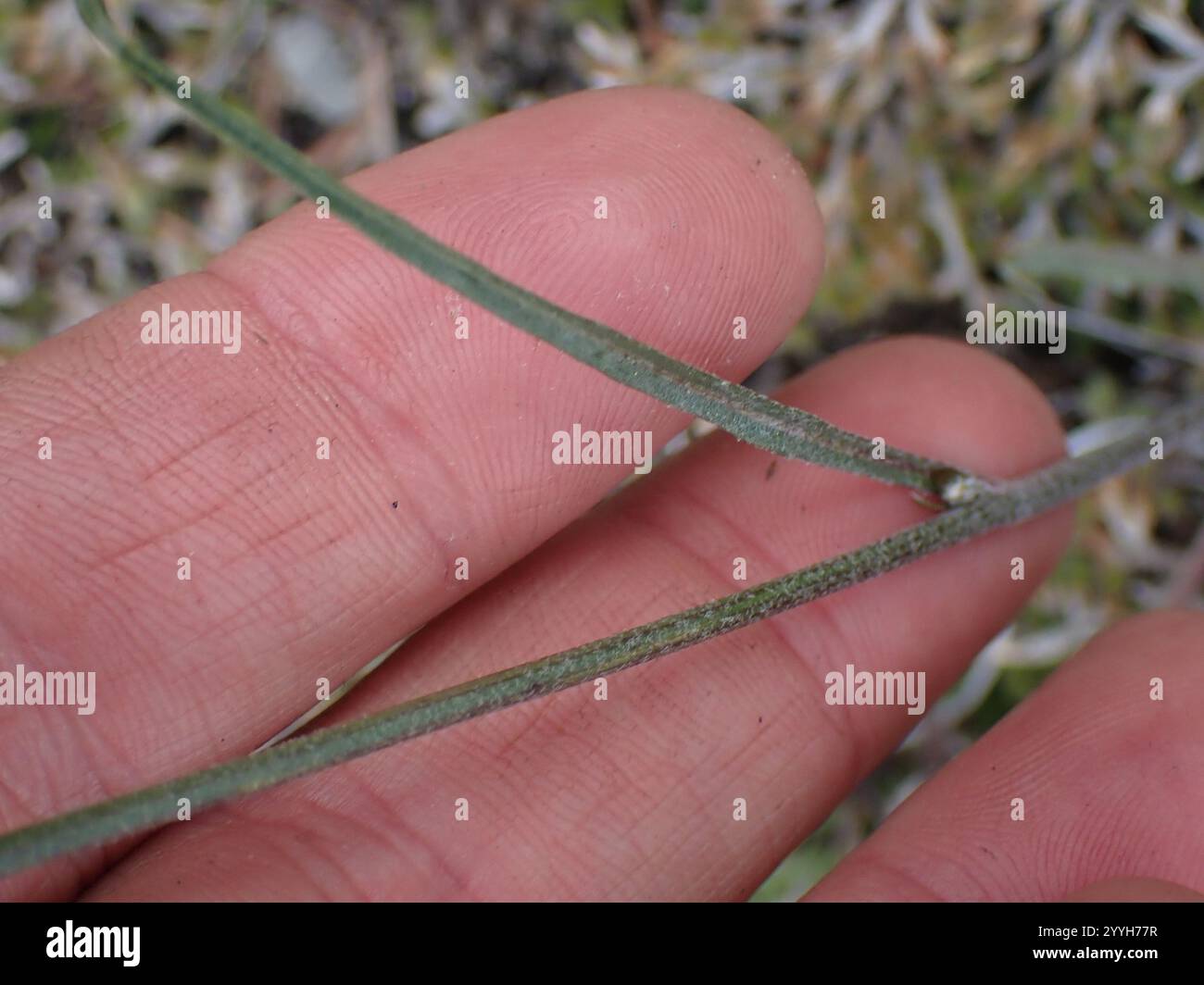 Slender Hawksbeard (Crepis atribarba Stock Photo - Alamy