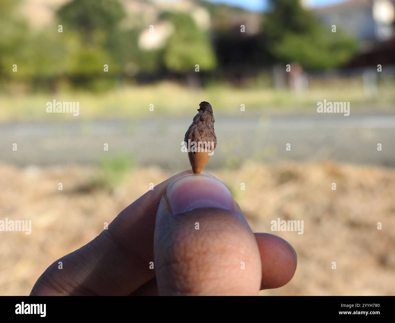 California Acorn Weevil (Curculio occidentis Stock Photo - Alamy