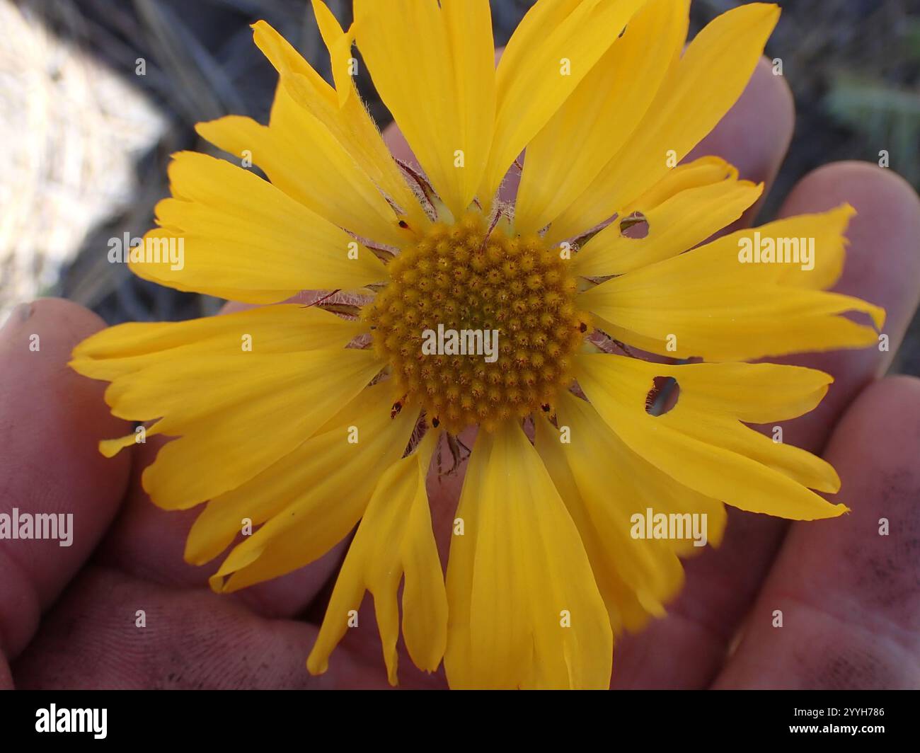 Desert Yellow Fleabane (Erigeron linearis Stock Photo - Alamy