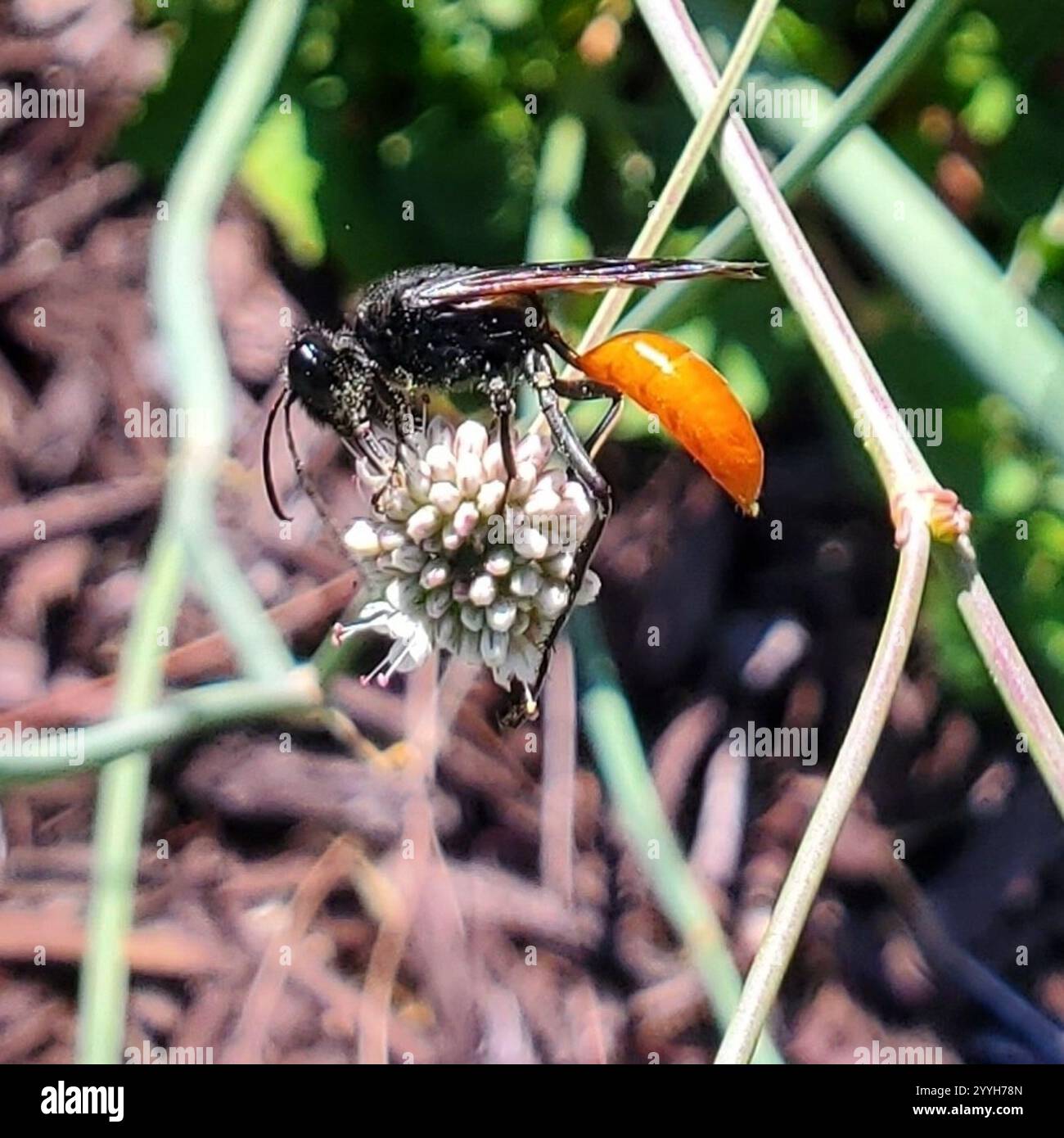 Sphex lucae hi-res stock photography and images - Alamy