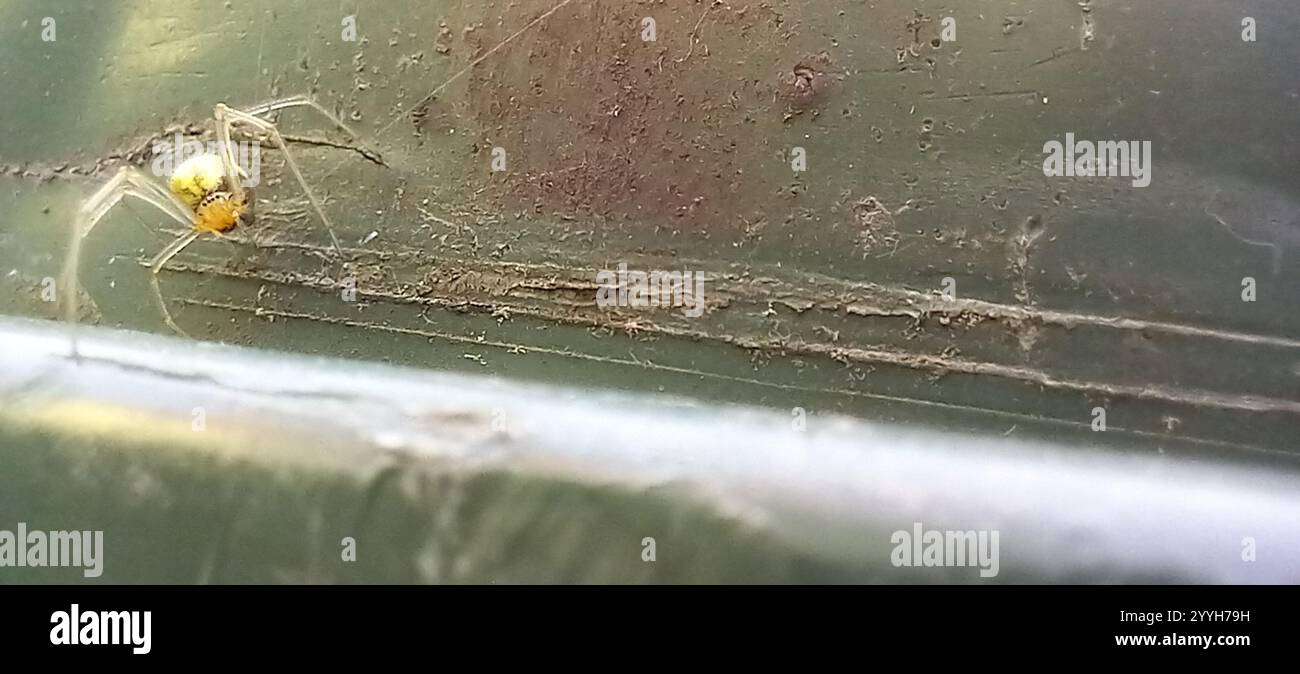 Common candy-striped spider (Enoplognatha ovata Stock Photo - Alamy