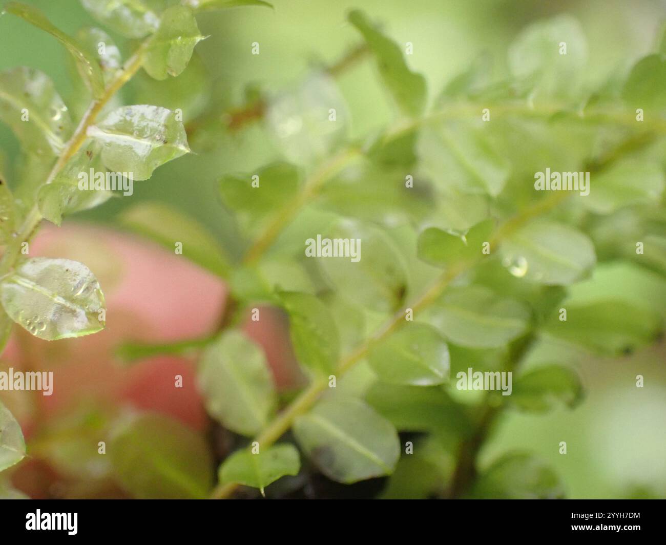 Wavy-leaf Moss (Plagiomnium ciliare Stock Photo - Alamy