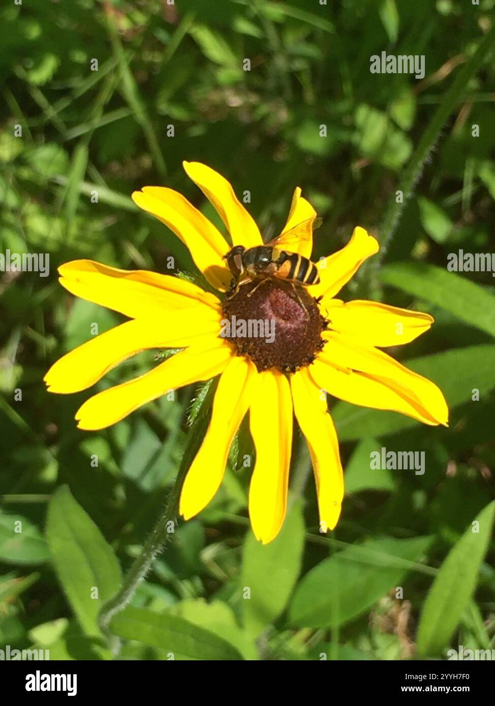 Transverse-banded Flower Fly (Eristalis transversa Stock Photo - Alamy