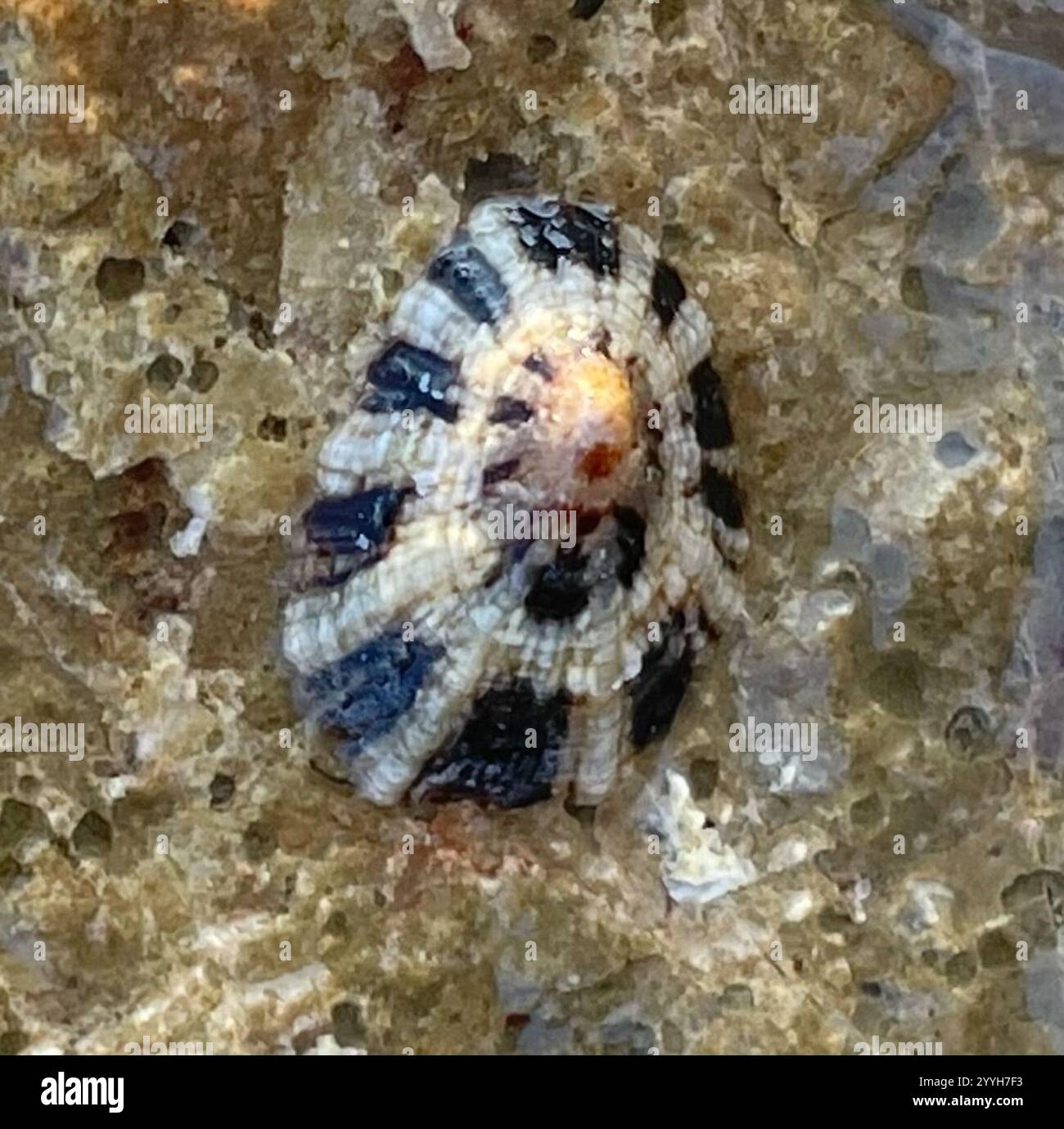 Mediterranean Limpet (Patella caerulea Stock Photo - Alamy