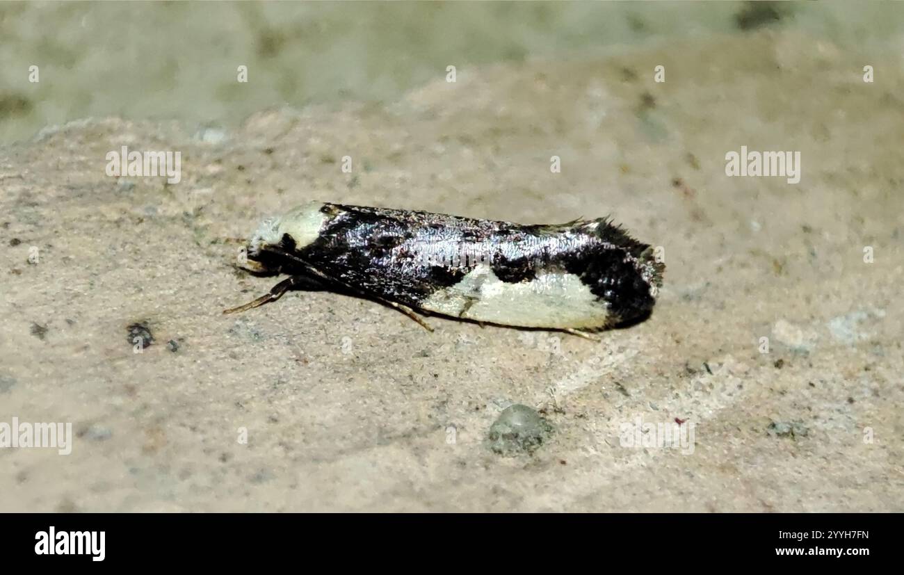 White-blotched Clothes Moth (Monopis monachella Stock Photo - Alamy
