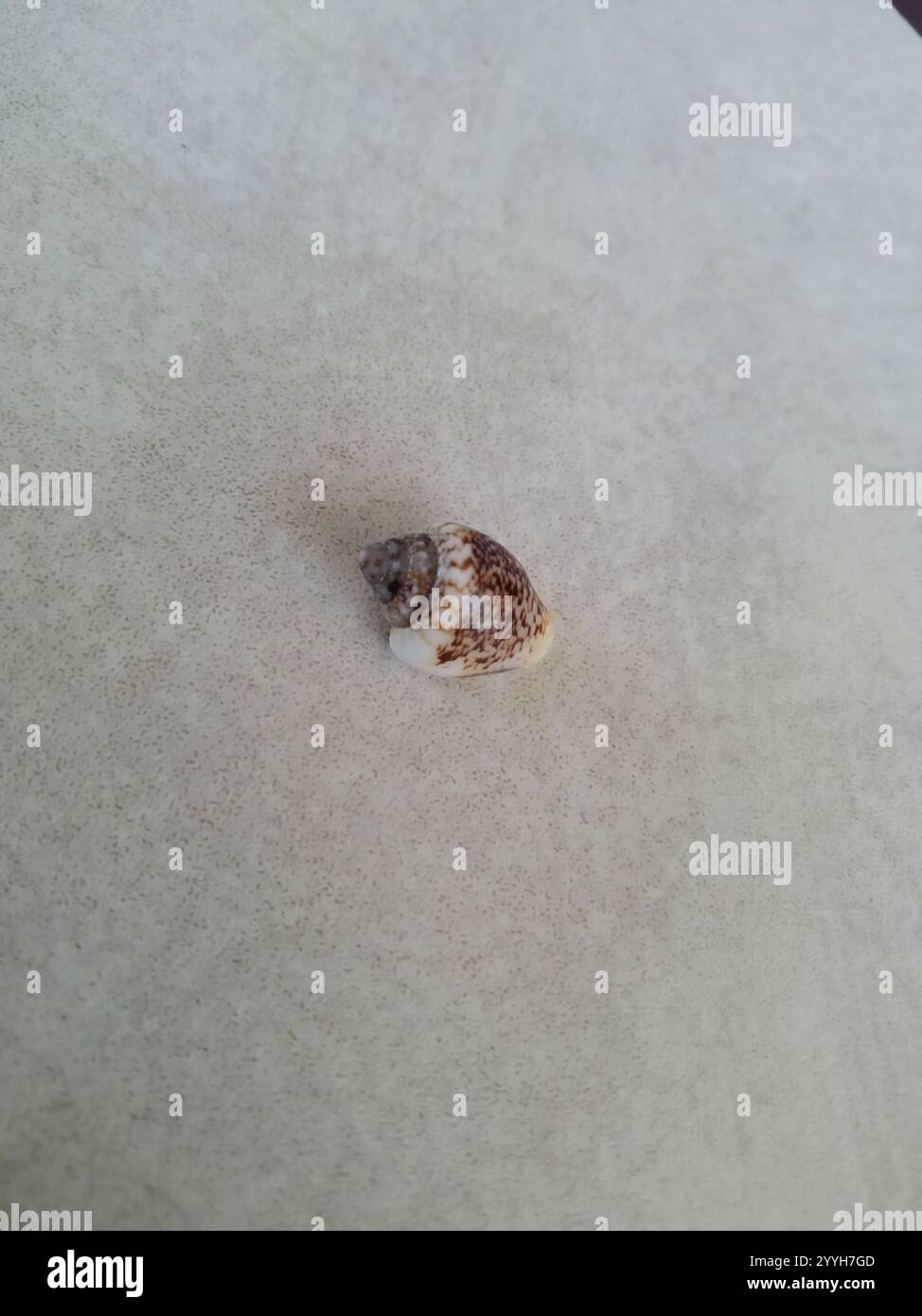 Rustic Dove-shell (Columbella rustica Stock Photo - Alamy