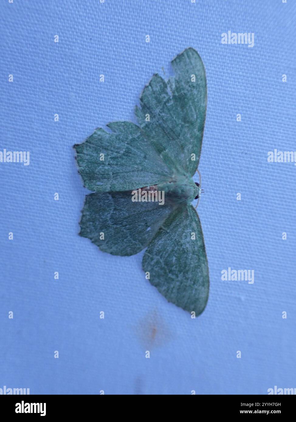 Common Emerald (Hemithea aestivaria Stock Photo - Alamy