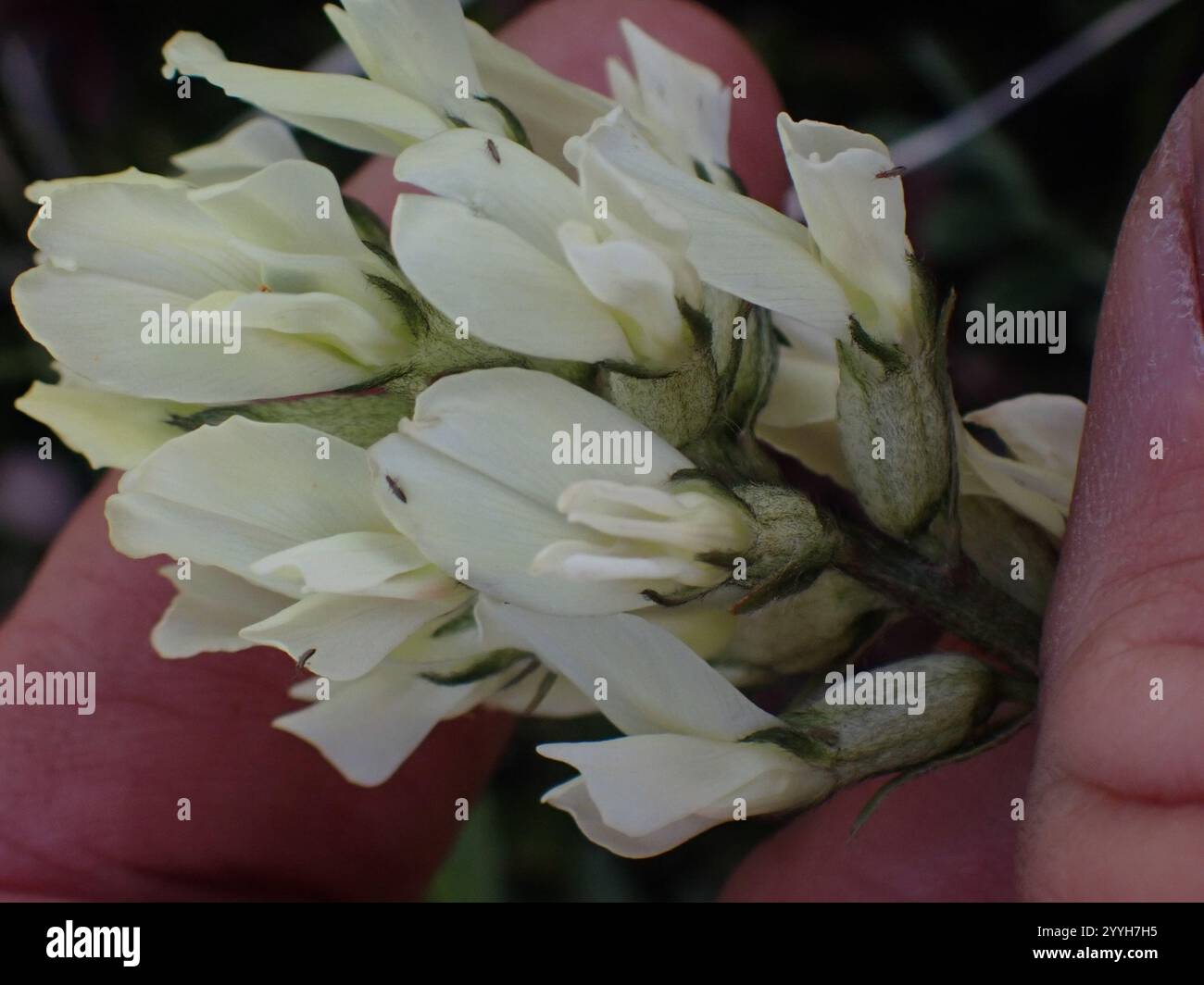 field locoweed (Oxytropis campestris Stock Photo - Alamy