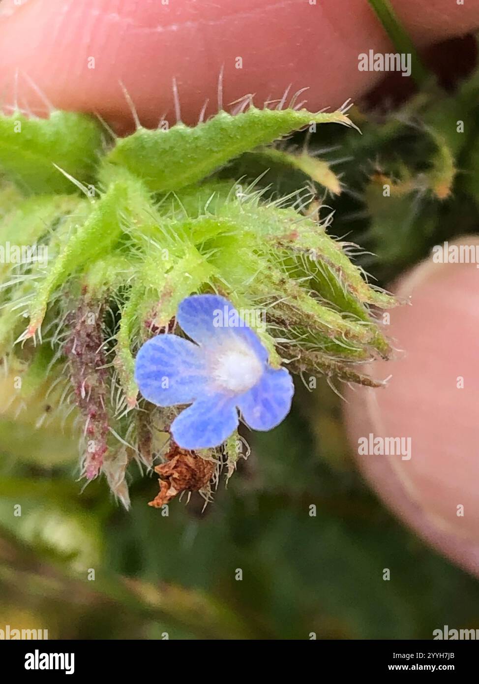 small bugloss (Anchusa arvensis Stock Photo - Alamy