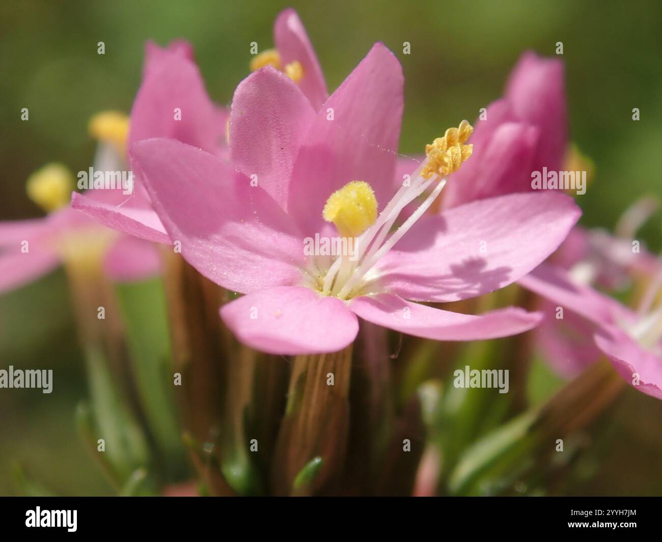 Lesser Centaury (Centaurium pulchellum Stock Photo - Alamy