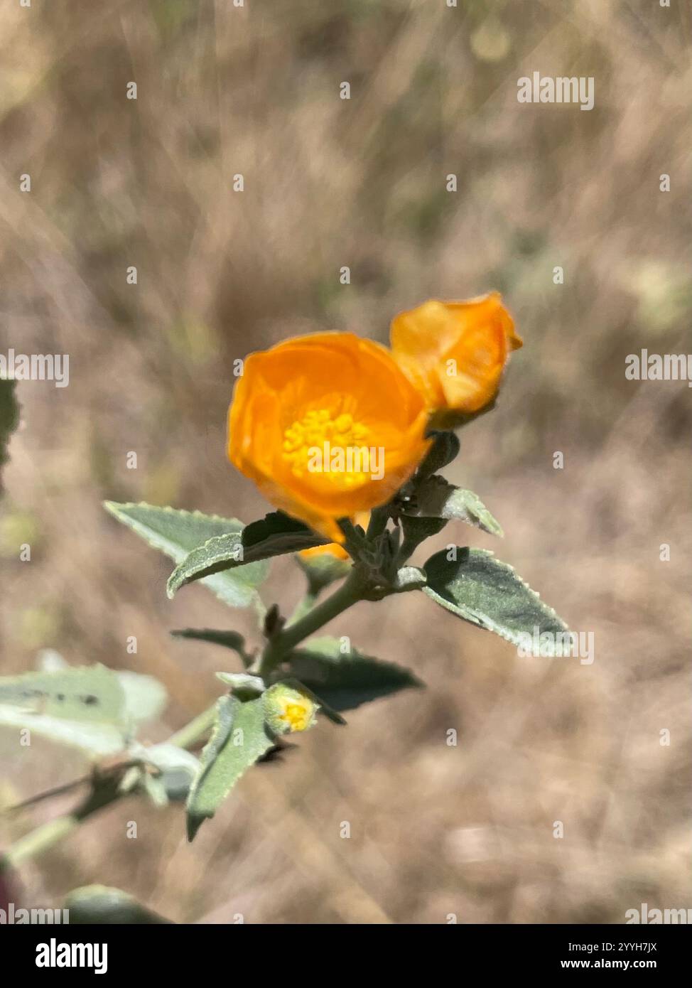 sweet Indian Mallow (Abutilon fruticosum Stock Photo - Alamy