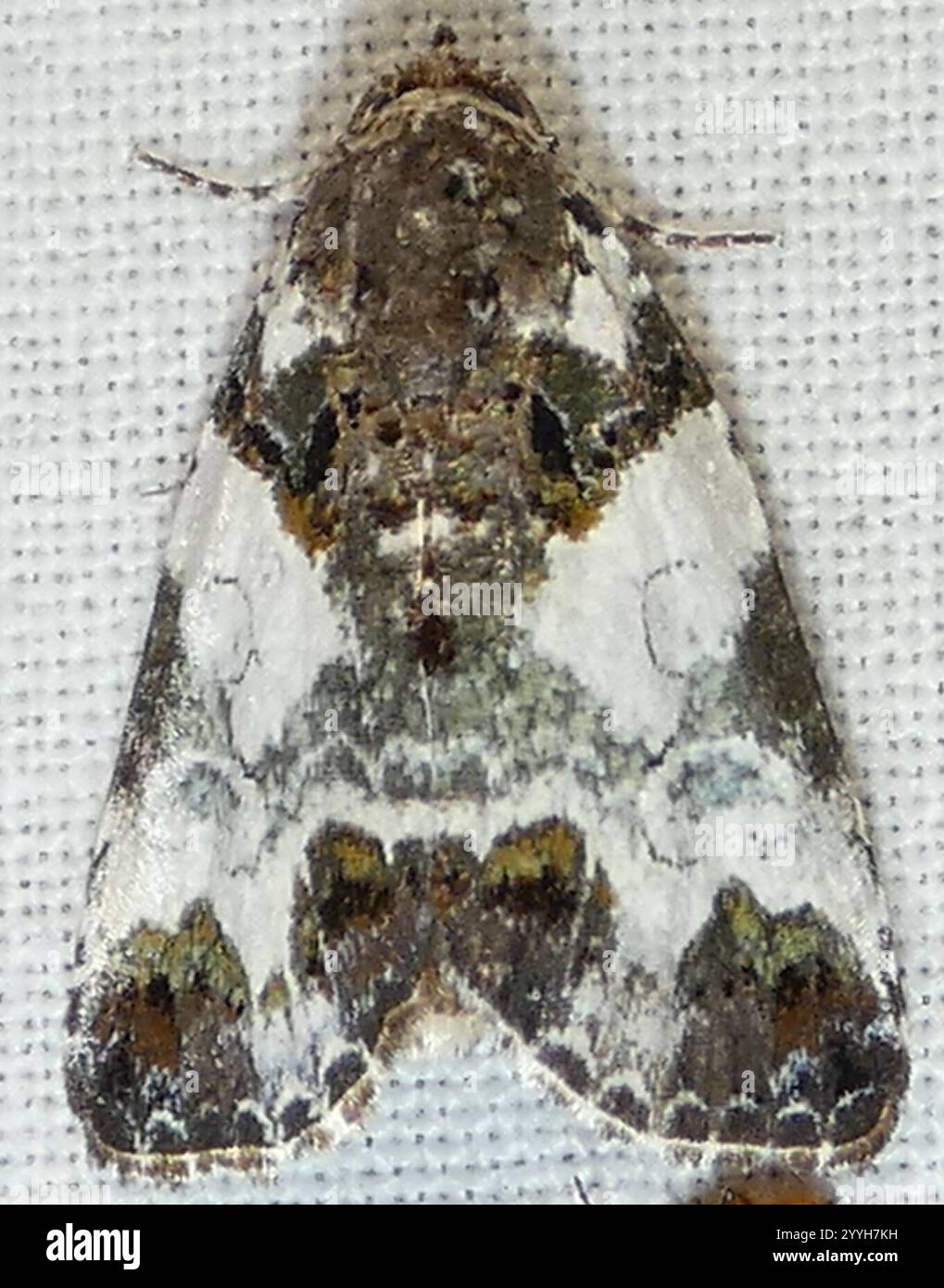 Cerma hi-res stock photography and images - Alamy