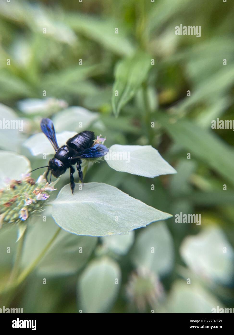 Carpenter-mimic Leafcutter Bee (Megachile xylocopoides Stock Photo - Alamy