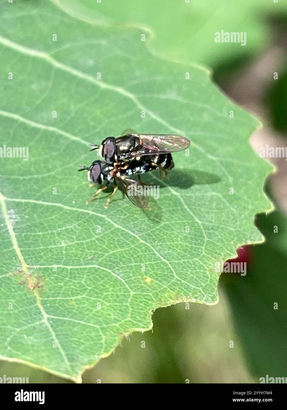 Paragus quadrifasciatus hi-res stock photography and images - Alamy