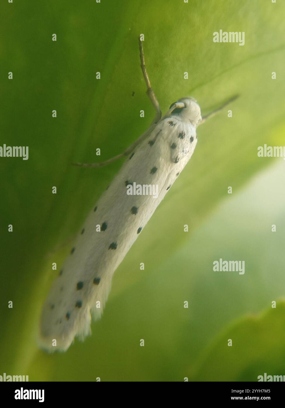 Small Ermine Moths (Yponomeuta Stock Photo - Alamy