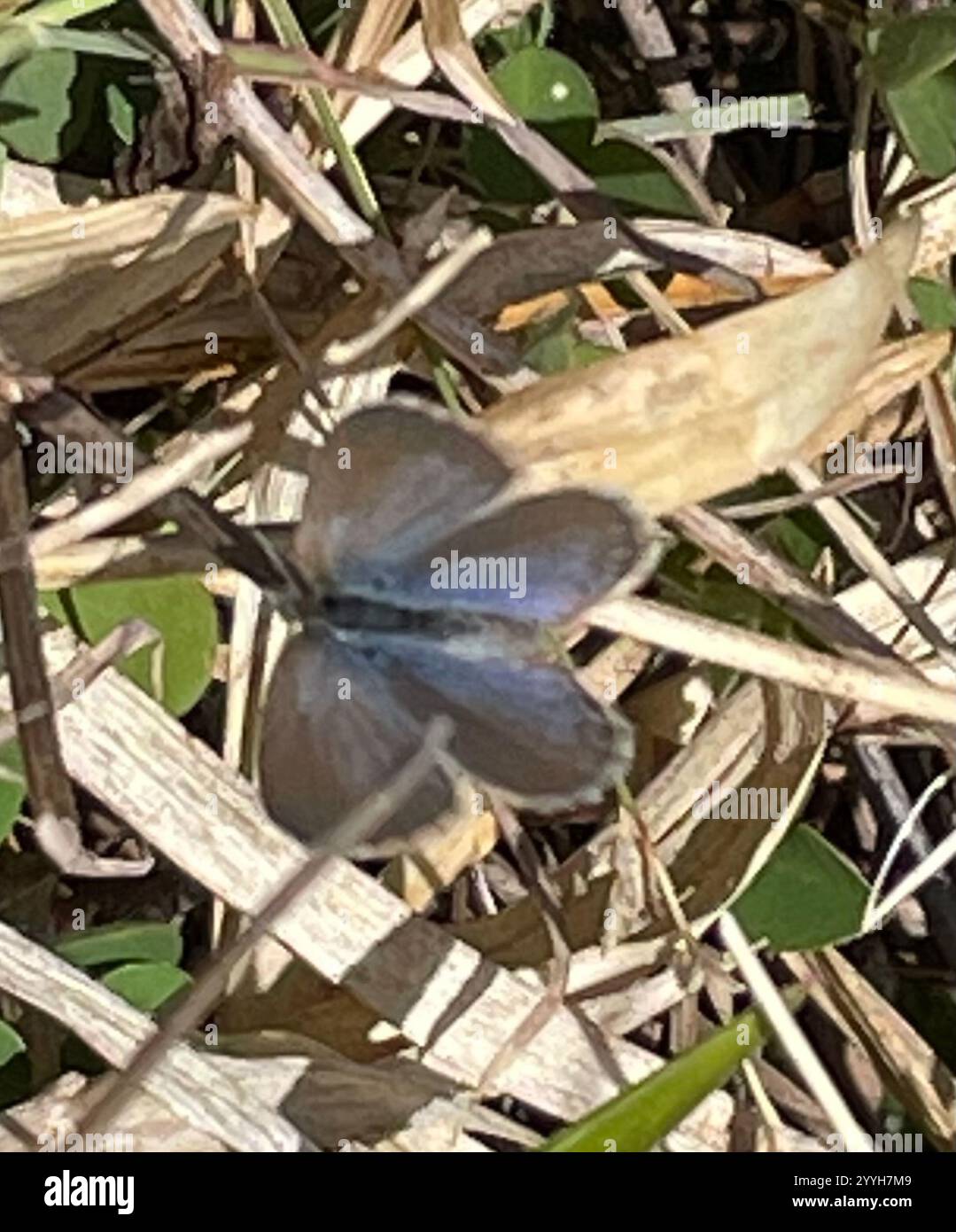 Common Grass-blue (Zizina otis labradus Stock Photo - Alamy