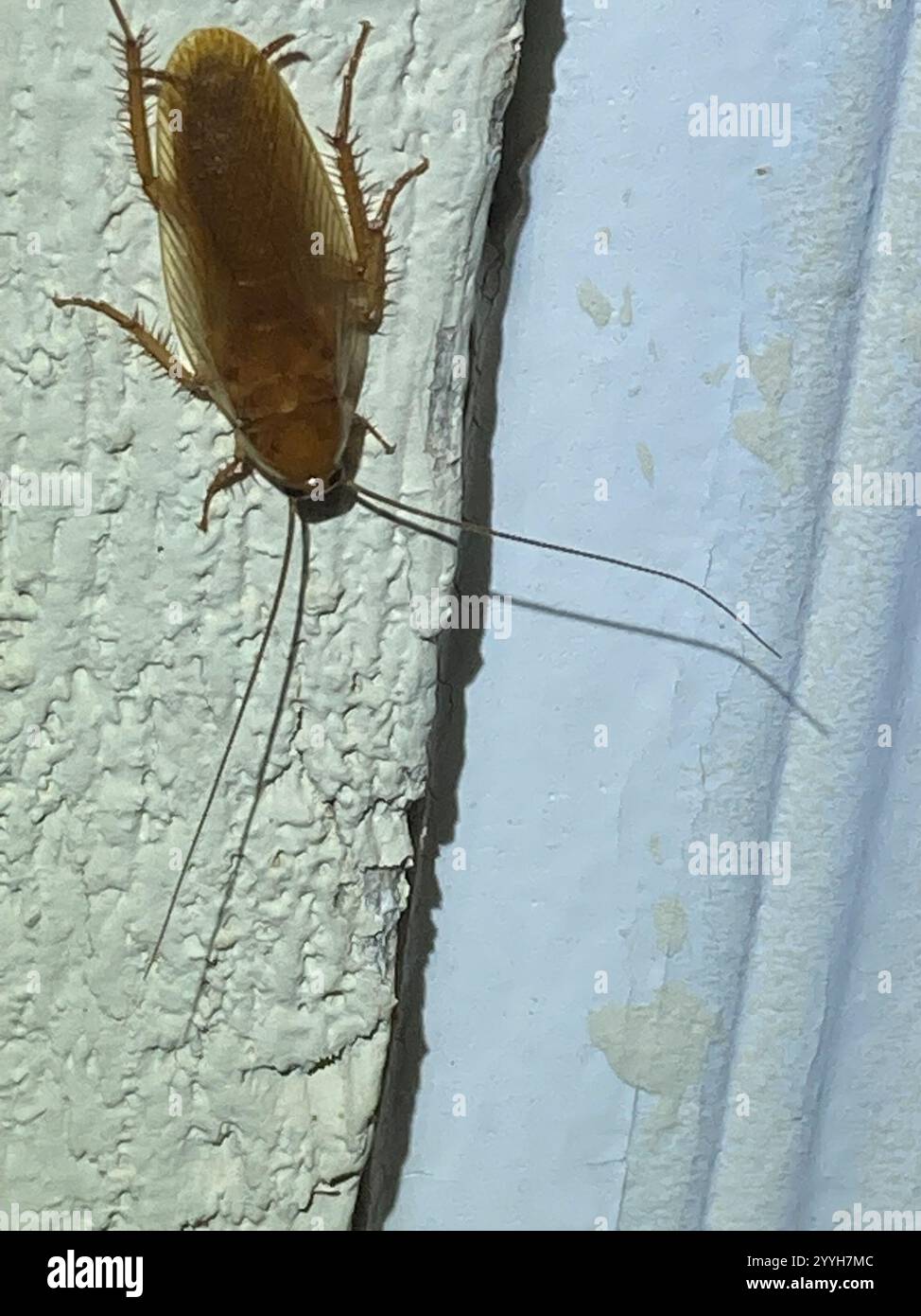 Cockroaches and Termites (Blattodea Stock Photo - Alamy