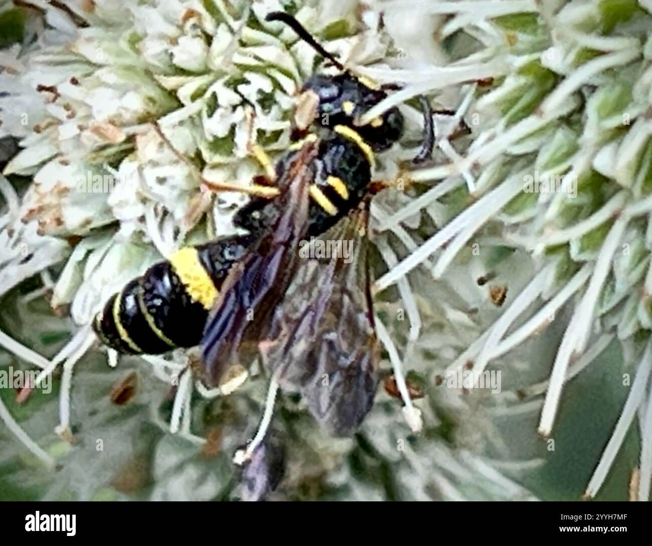 Hump-backed Beewolf (Philanthus gibbosus Stock Photo - Alamy