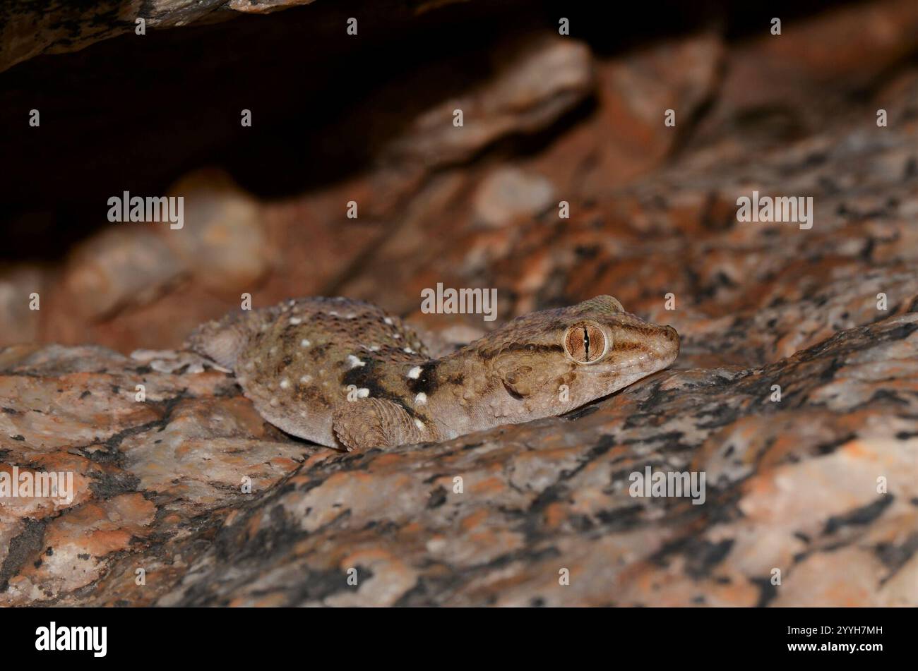 Fischer's Thick-toed Gecko (Chondrodactylus laevigatus Stock Photo - Alamy