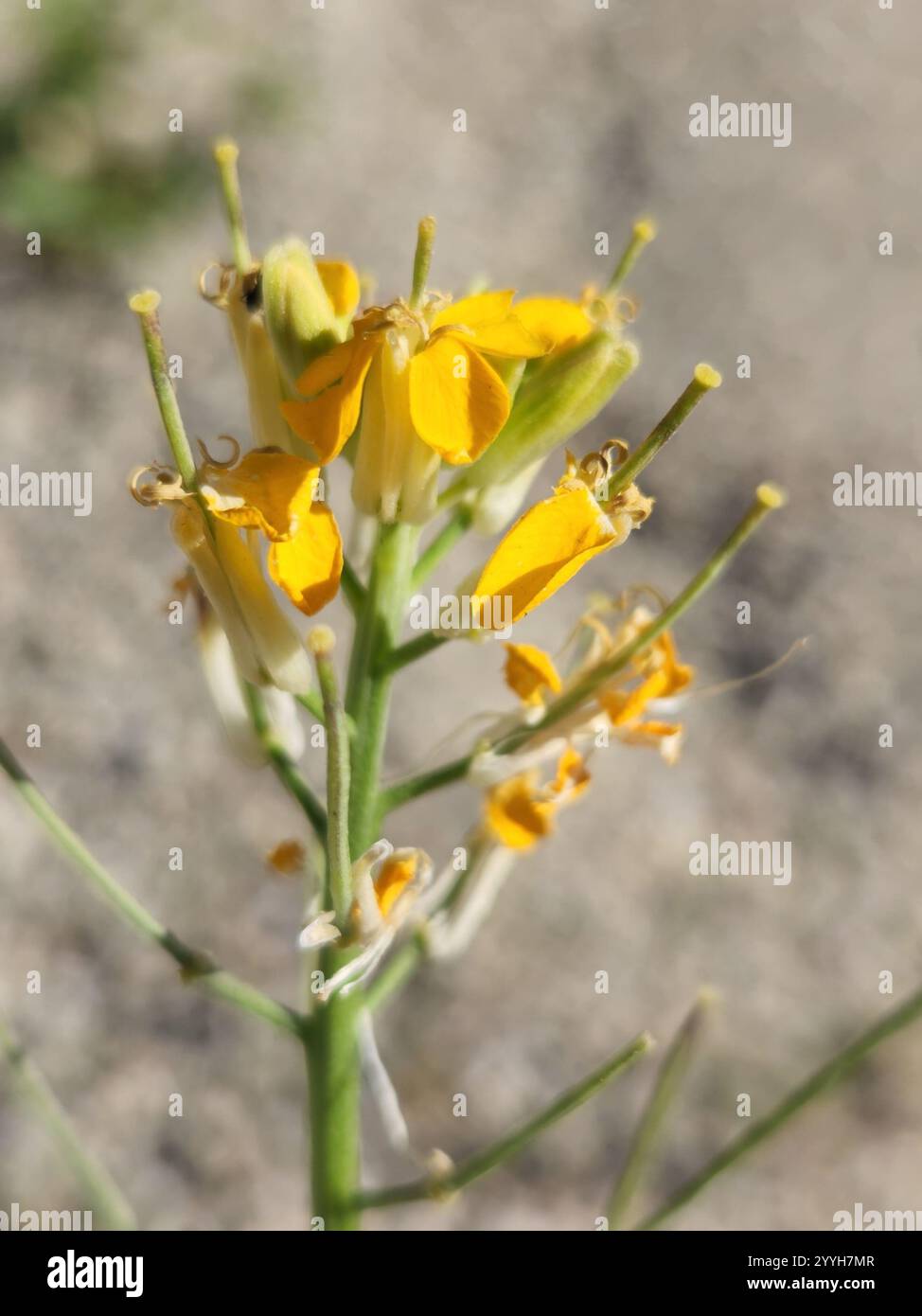 Western Wallflower (Erysimum capitatum Stock Photo - Alamy