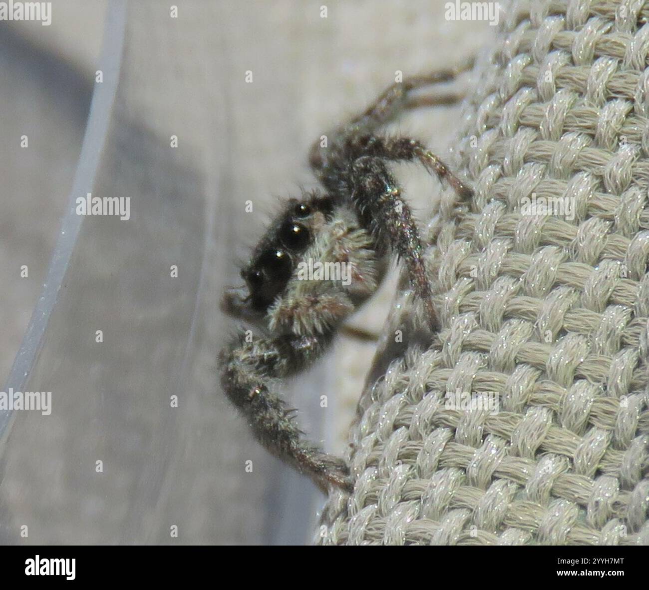 California Flattened Jumping Spider (Platycryptus californicus Stock Photo - Alamy
