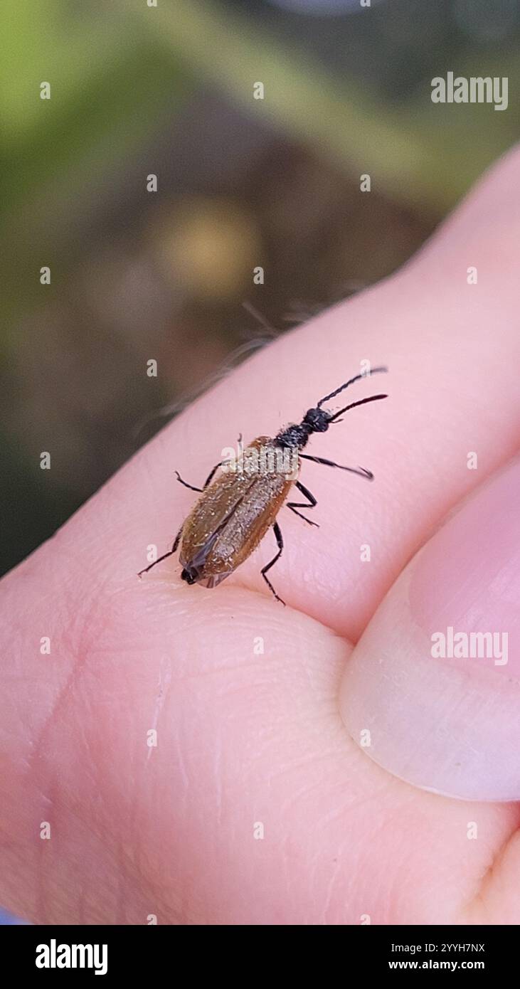 Rough haired lagria beetle hi-res stock photography and images - Alamy