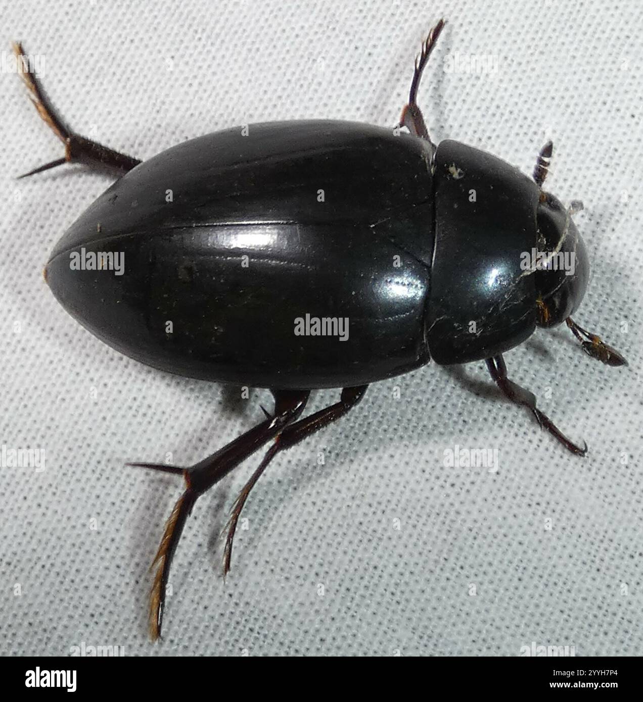 Hydrophilus ovatus hi-res stock photography and images - Alamy