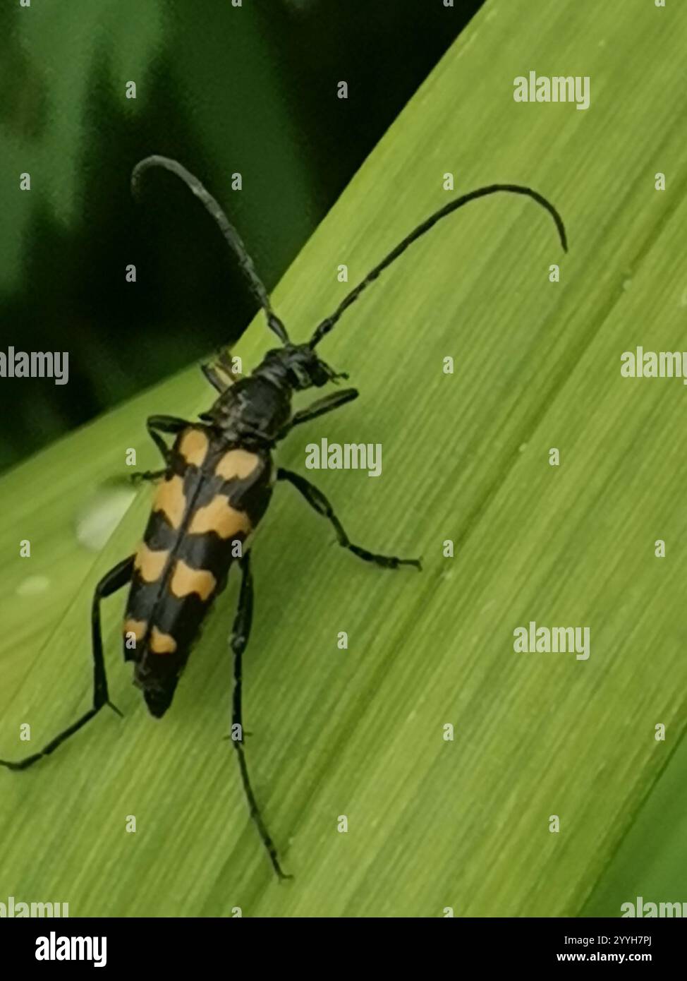 four-banded longhorn beetle (Leptura quadrifasciata Stock Photo - Alamy