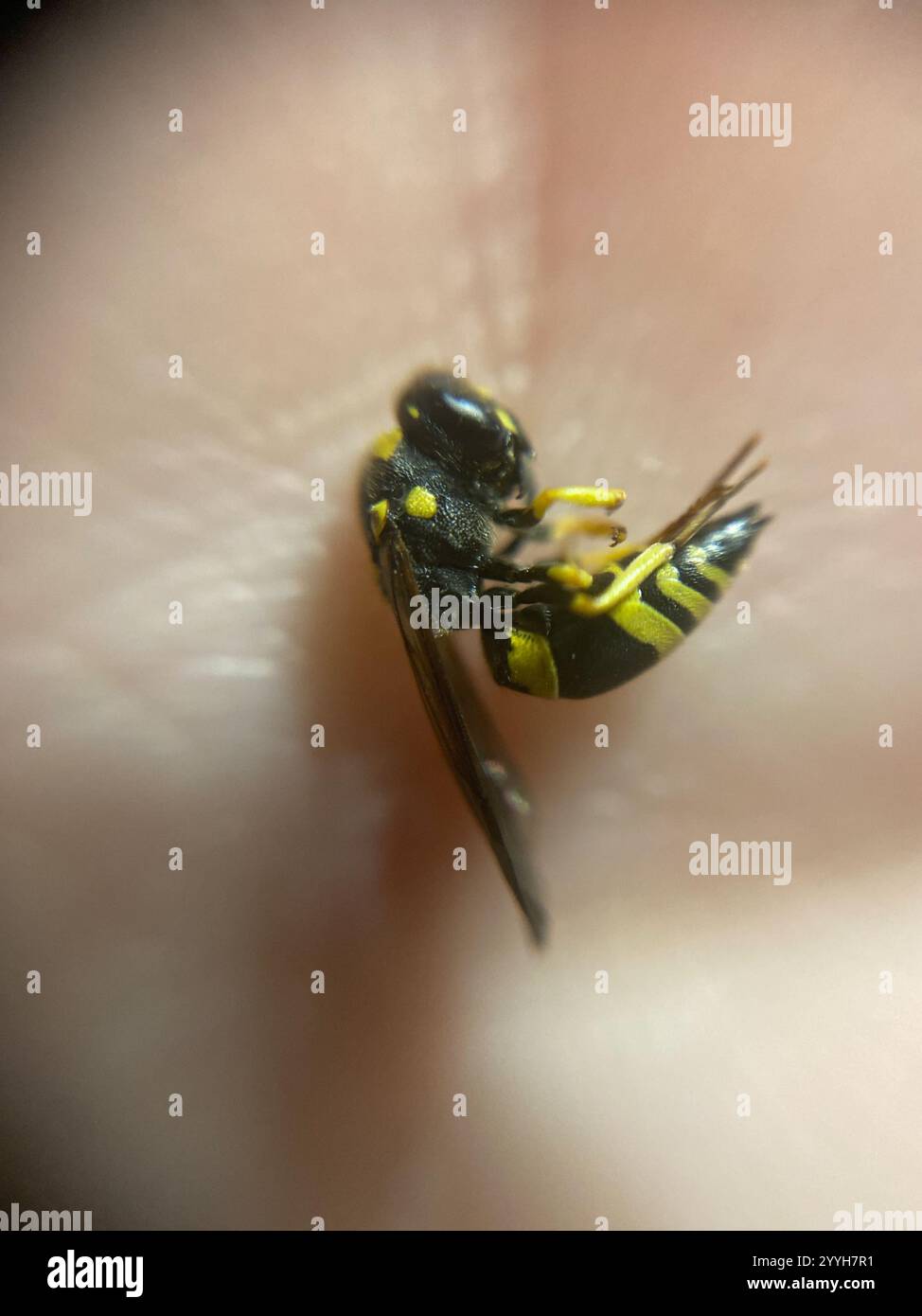 Ancistrocerus gazella hi-res stock photography and images - Alamy