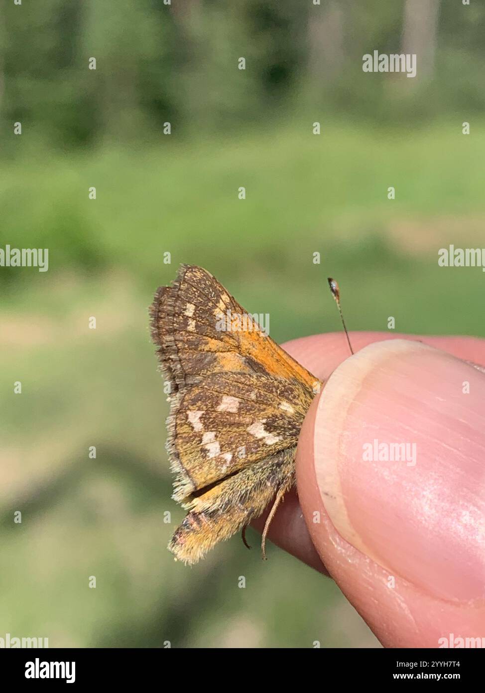 Common Branded Skipper (Hesperia comma Stock Photo - Alamy