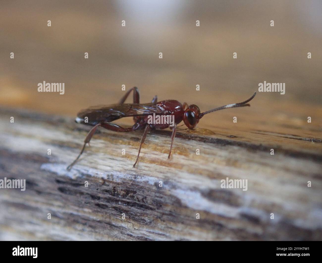 Ichneumonid and Braconid Wasps (Ichneumonoidea Stock Photo - Alamy
